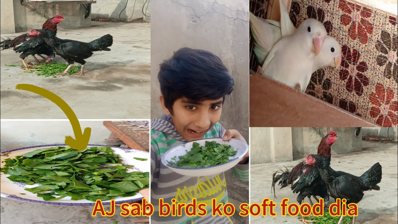 Sab pets ko AJ soft food dia/aur sab pets ko Aj heat di🔥 - YouTube