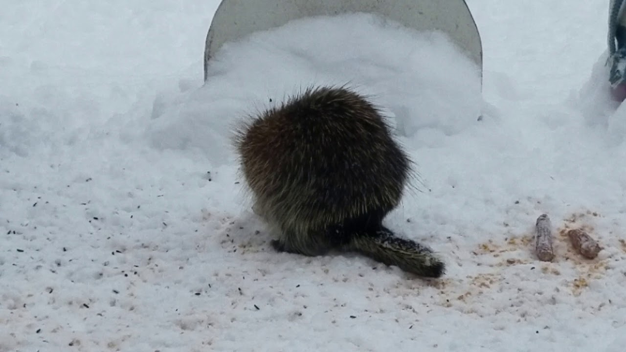 Porcupine daytime visit. - YouTube