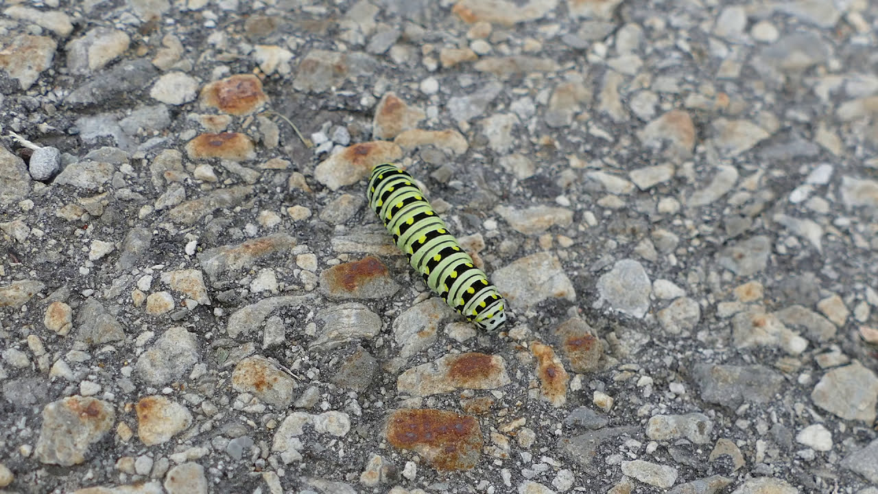 Caterpillar Run Over trying to Cross Road - YouTube