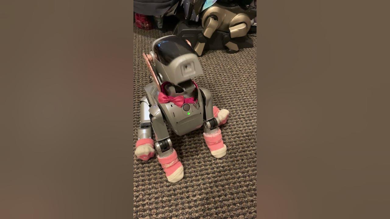 A Bah Humvug Kind of Day | Day 6 | 24 Days of Aibo 2023 - YouTube