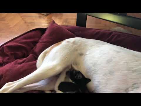 Kediyi emziren kopek