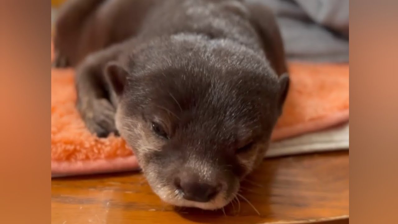 Otter Punch~Monday is a lazy and sleepy day for me😴🥰🦦|Cute Otter - YouTube
