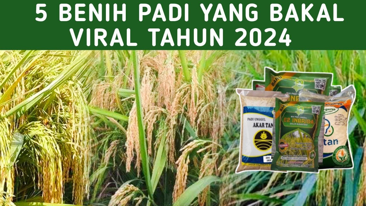 5 BENIH PADI YANG BAKAL VIRAL TAHUN 2024 !! HASIL PANEN TINGGI ANAKAN ...