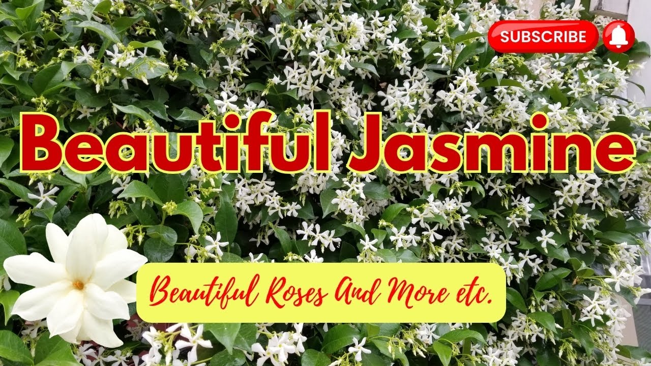 Beautiful Jasmine - YouTube