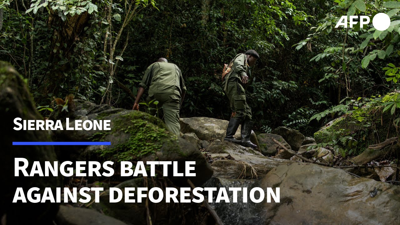 Sierra Leone rangers fight uphill battle against deforestation | AFP ...