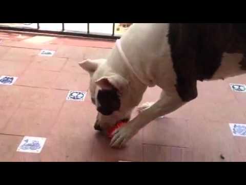 Jade y su juguete nuevo!