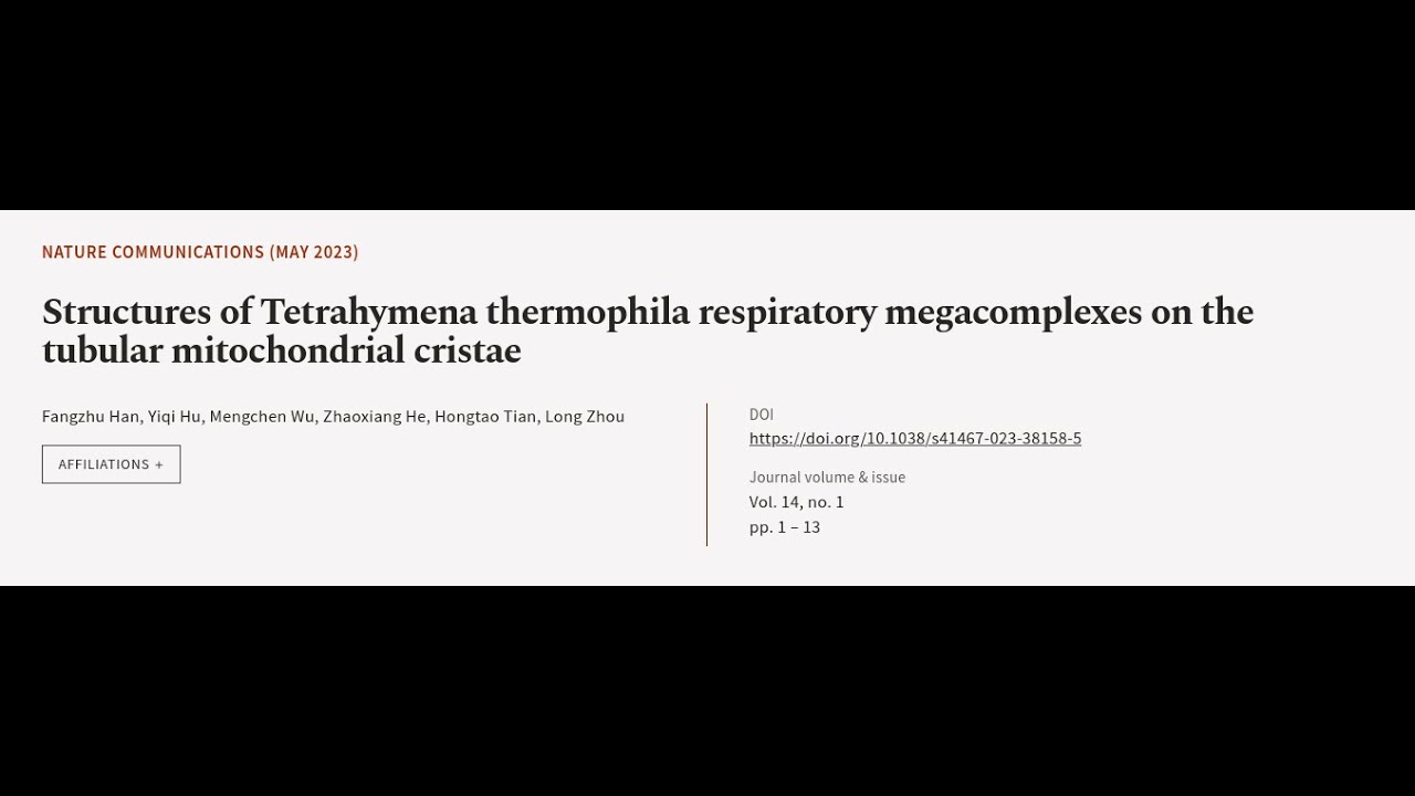 Structures of Tetrahymena thermophila respiratory megacomplexes on the ...