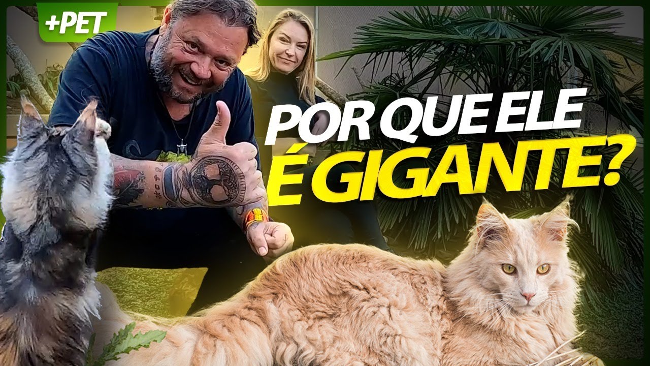 MAINE COON, DE ONDE SURGIRAM ESSES GATOS ENORMES? | RICHARD RASMUSSEN ...