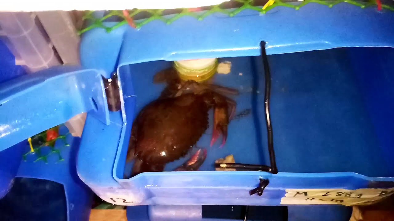 RAS DIY vertical crab farming Day 7 update basahin detalye sa baba ...