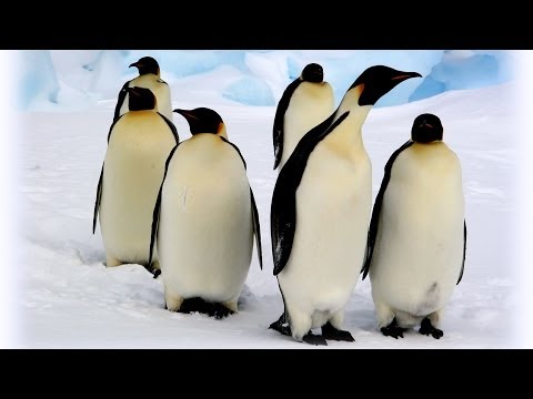 PINGUINI, Dal cielo al mare, La straordinaria storia dei pinguini - YouTube