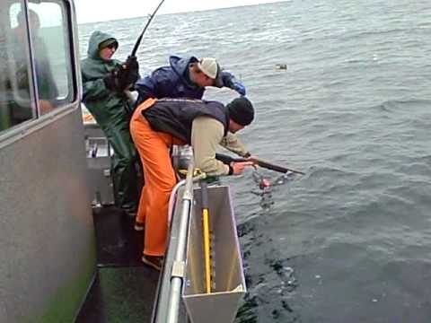 Man Versus Monster Halibut but Man has Shot Gun - Sitka Alaska - YouTube