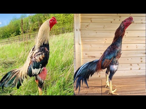 pure shamo breed roosters - YouTube