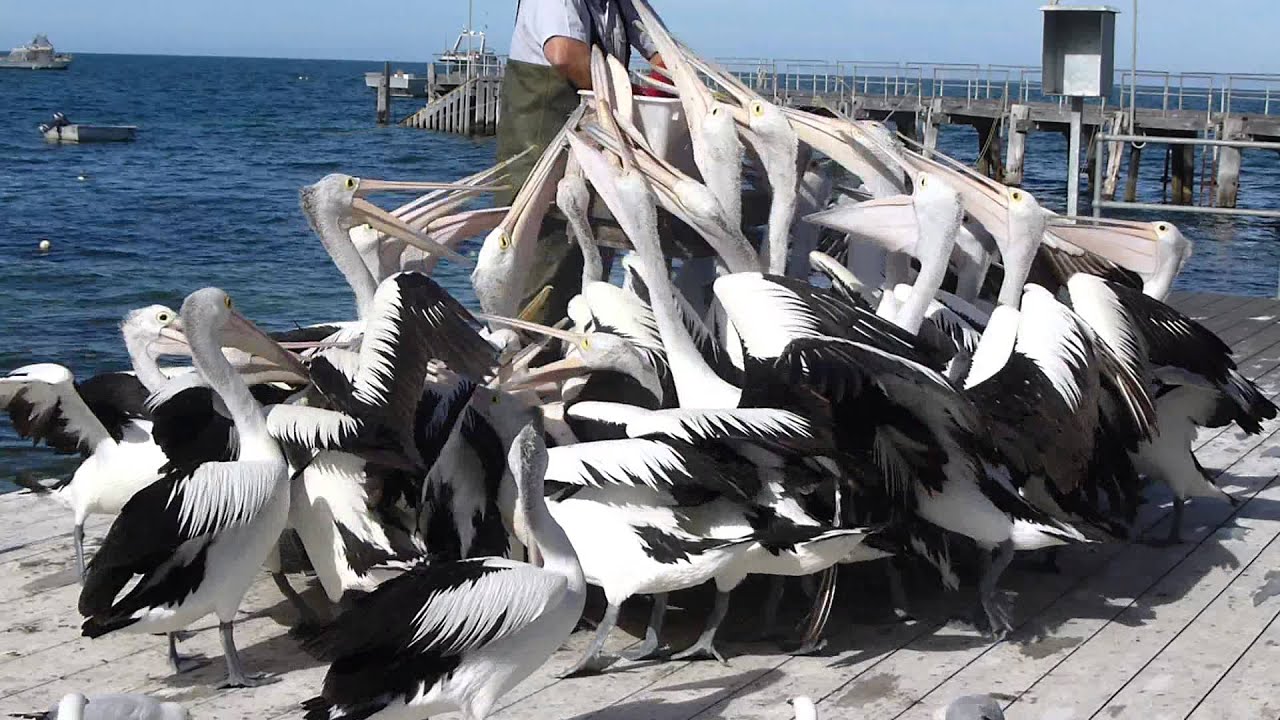 Pelican Man - YouTube