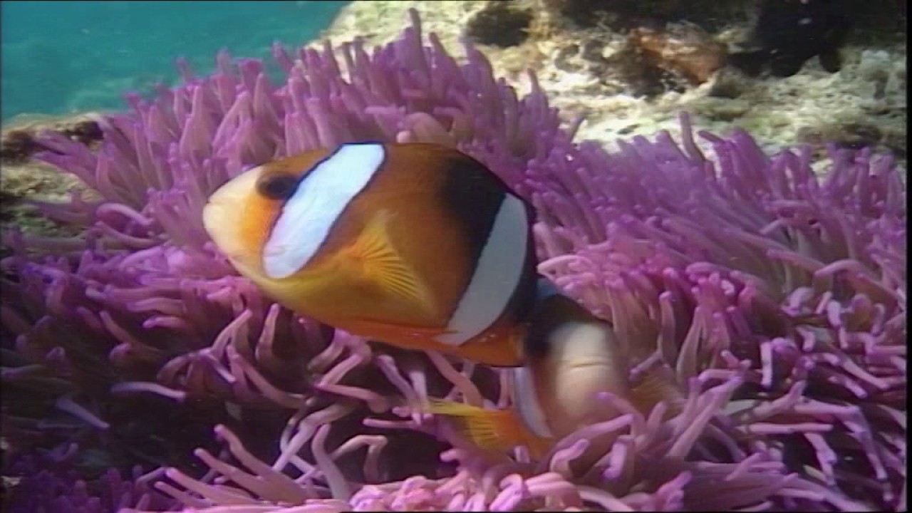 Clowning Little Clown Fish - YouTube
