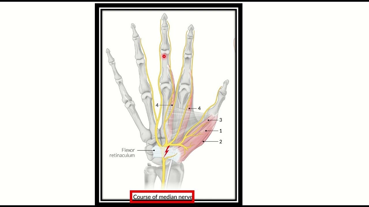 Ulnar nerve supplying area MRCS question solve (CRACK MRCS) - YouTube