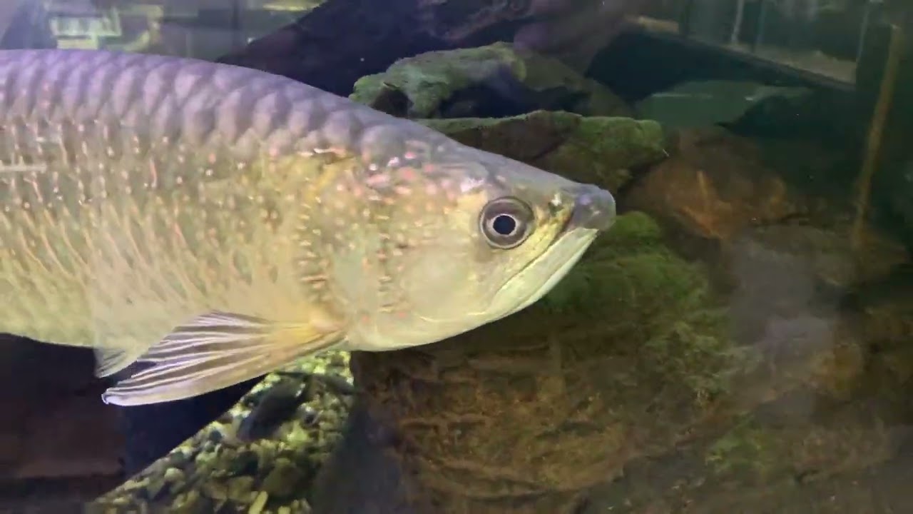 Australian Native Fish Saratoga - YouTube