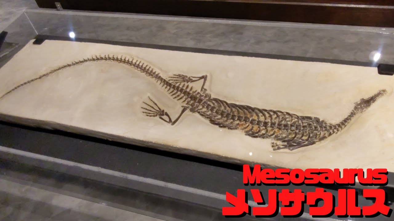 【古生物紹介】メソサウルス(Mesosaurus) - YouTube
