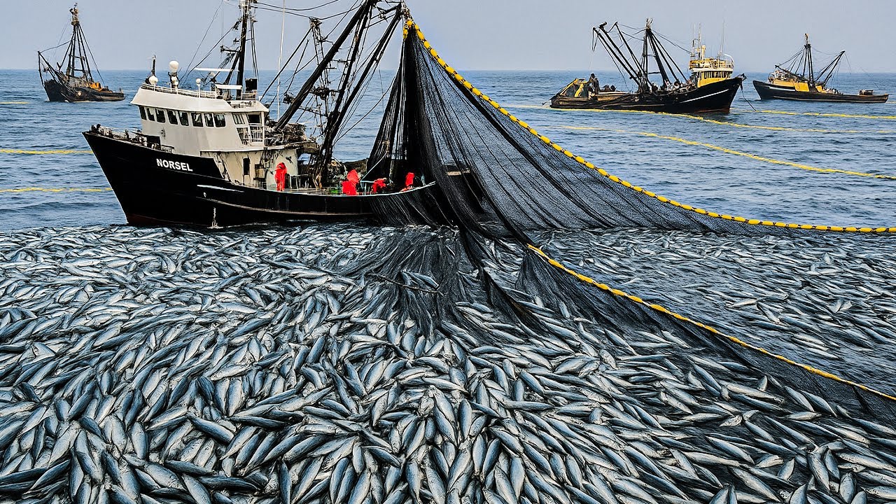 How Herring Fish Are Caught & Processed Inside the Seafood Industry’s ...