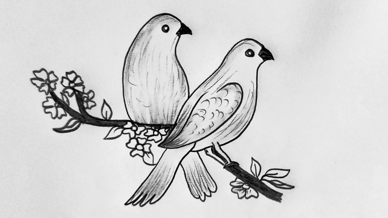 Two birds drawing 🐦 ️🐦How to draw two birds step by step || Birds ...