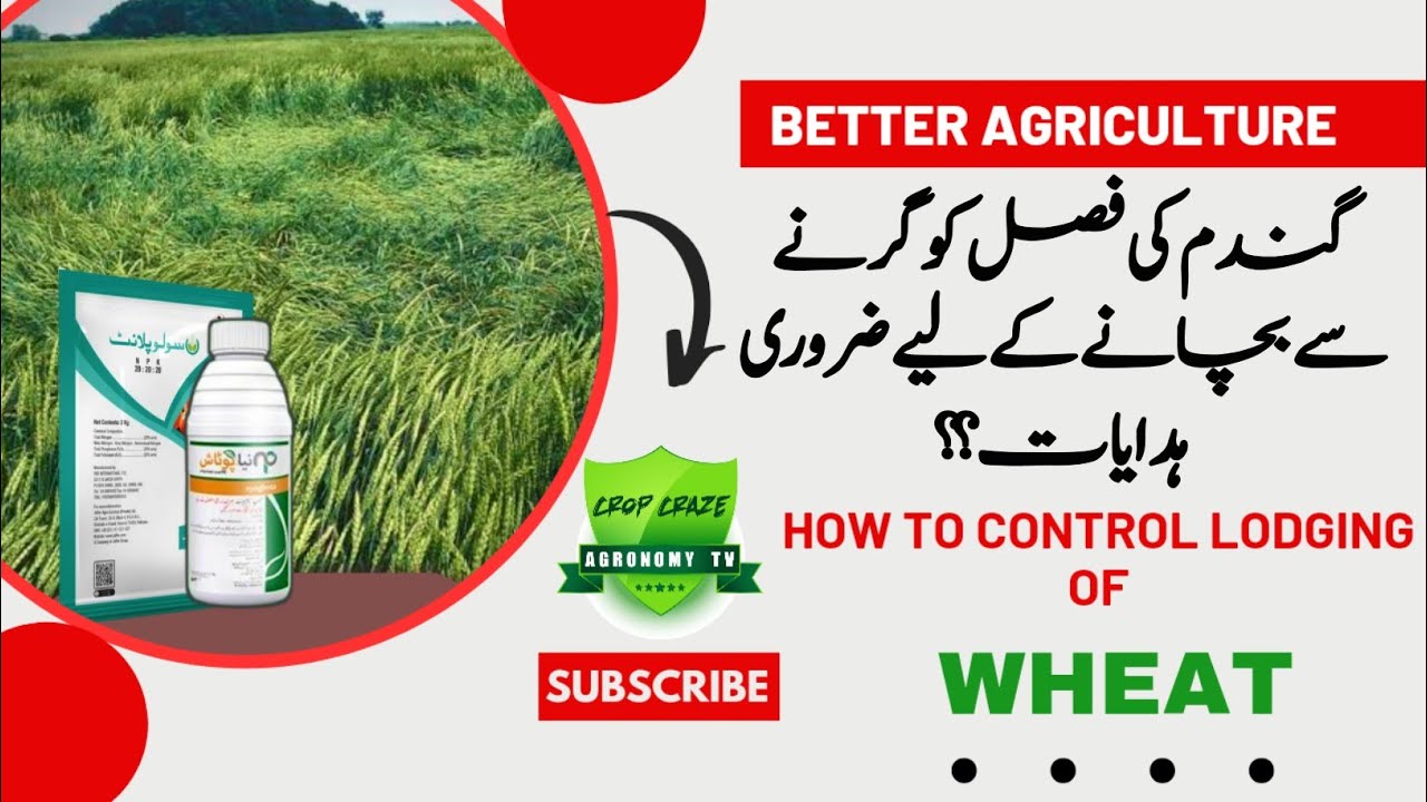 Wheat Crop Management: Tips to Avoid Lodging and Maximize Yield || Crop ...
