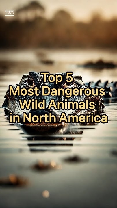 Top 5 most dangerous wild animals in north america #dangerous #wild # ...