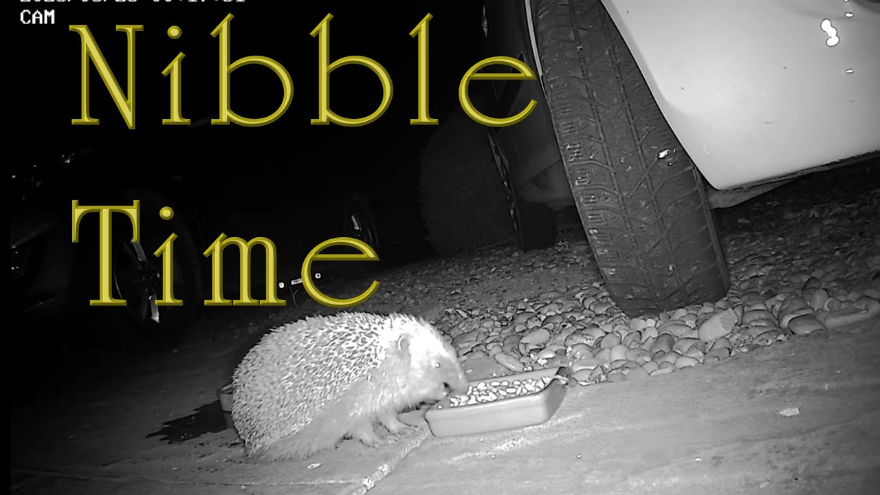 Nibble Time - YouTube