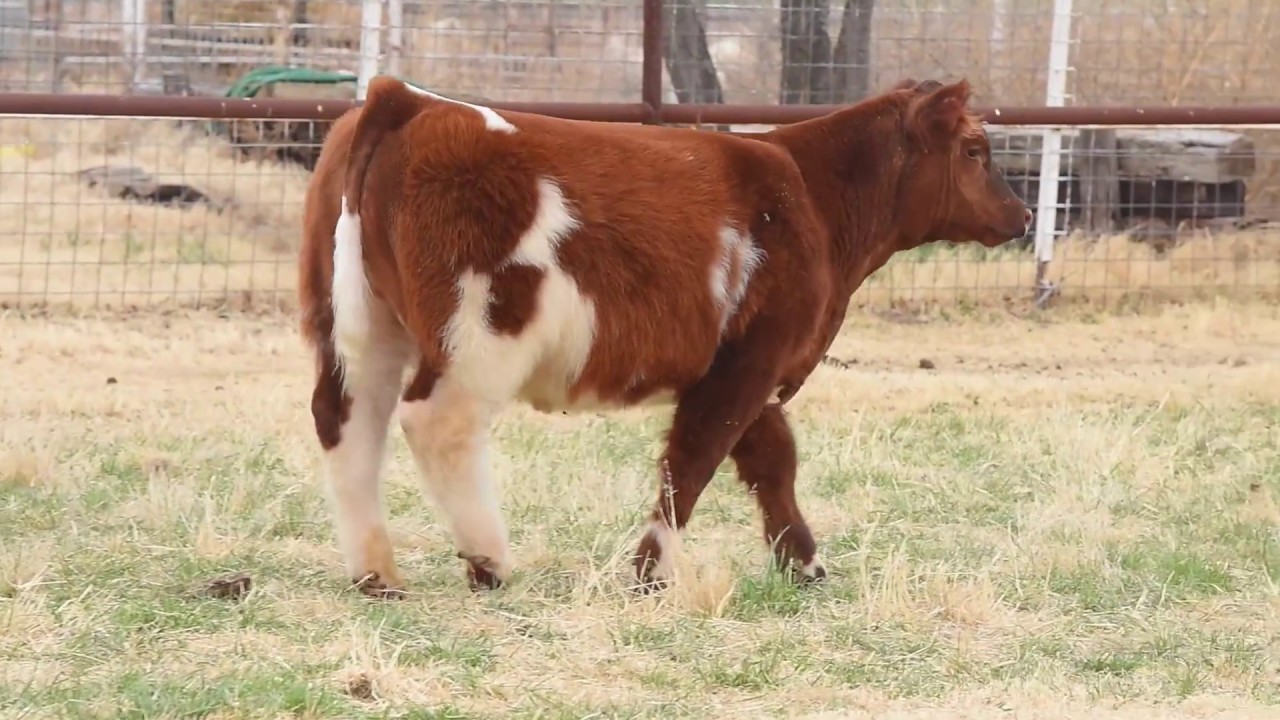 Ryan Forman :: Lot 8 - YouTube