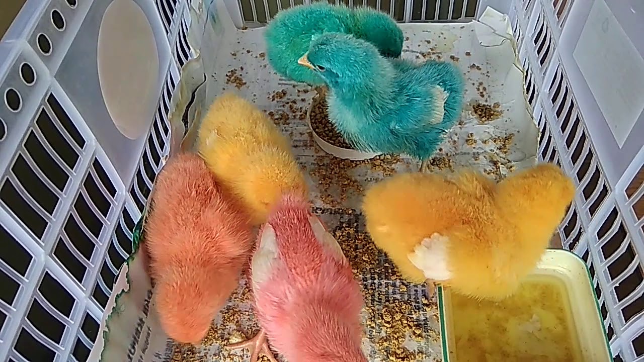 Six little chicken 6 anak ayam bermain(2) - YouTube