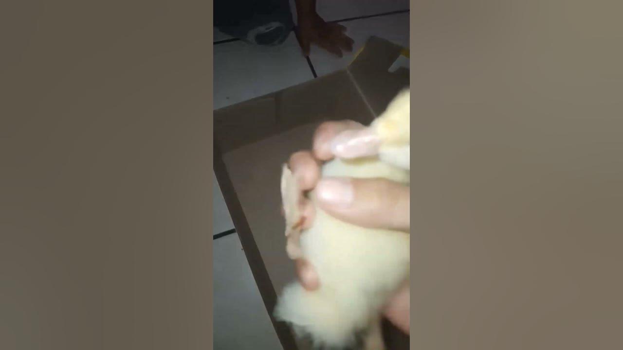 El pato donal - YouTube