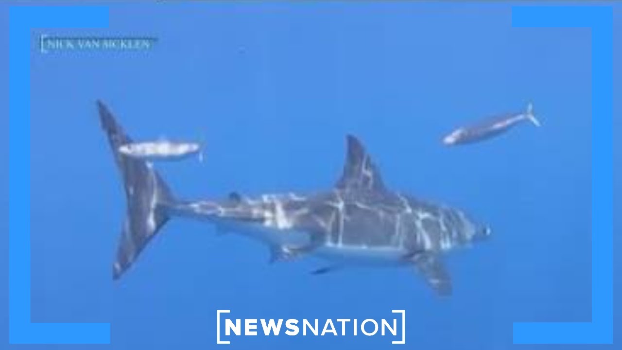 If birds are going into the water, don't go in: Ex-zookeeper on shark ...