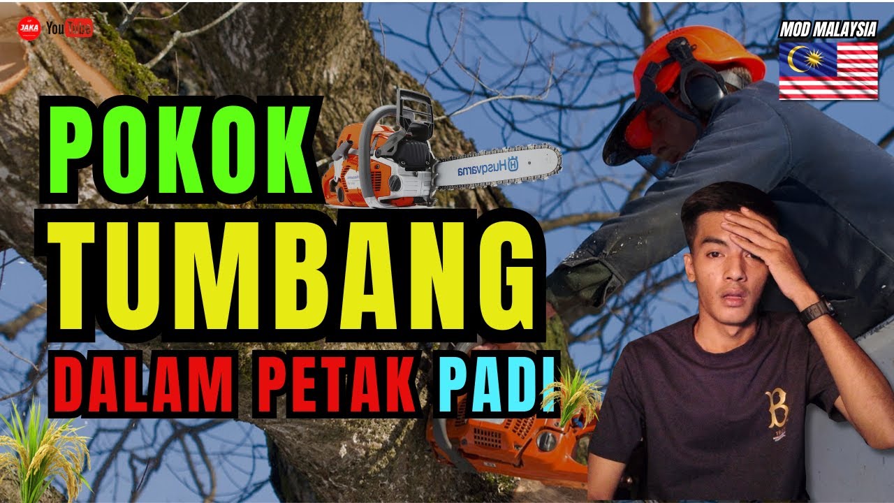 POKOK TUMBANG DALAM PETAK PADI POTONG POKOK SENDIRI, NASIB ADA ...