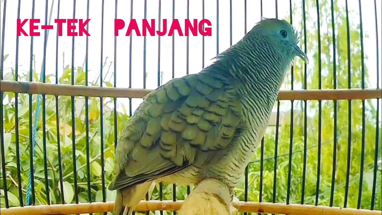 Perkutut lokal jawa gacor buat pancingan ️ Bagus ️ Suara kristal ️ Ketek panjang ️ - YouTube