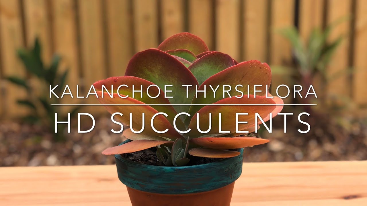 Kalanchoe Thyrsiflora (Flapjack, Paddle Plant) - HD Succulent Video (4K ...
