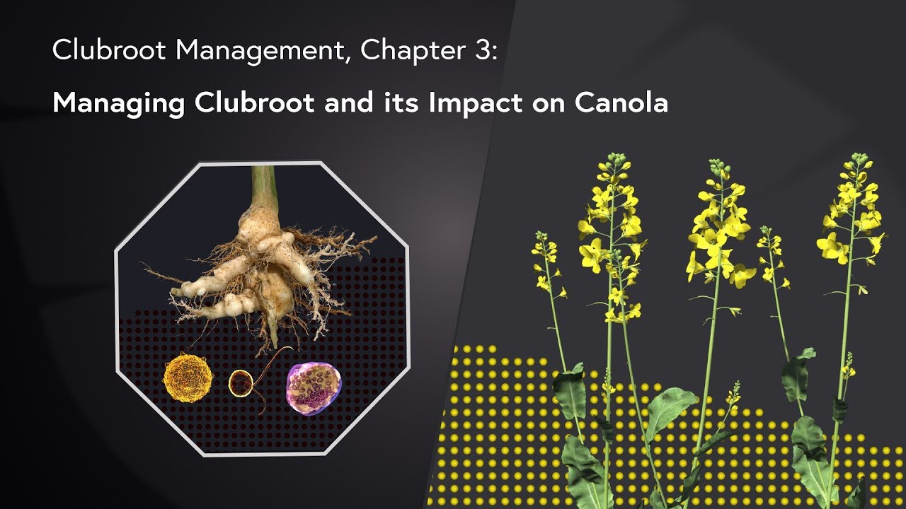 Clubroot Management: Chapter 3 - Managing Clubroot and its Impact on ...