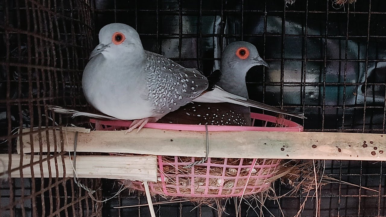 ডায়মন্ড ঘুঘু পাখি নতুন আপডেট|2023#new #pigeonbird - YouTube