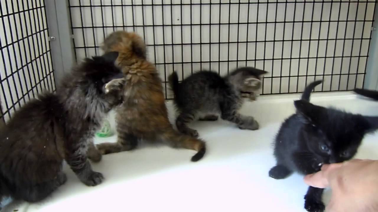 7 new kittens at Clowder House - YouTube
