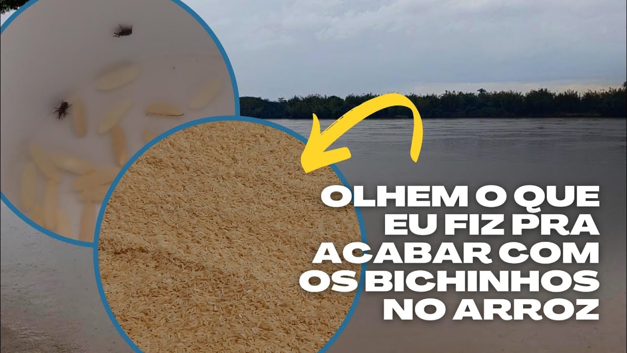 Como acabar com bichinhos no arroz? Caruncho. - YouTube