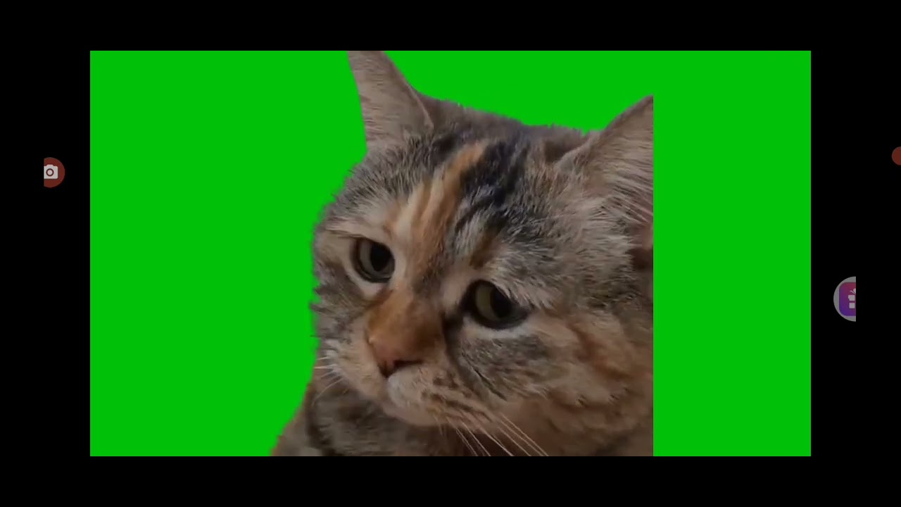 Sad cat meowing to sad song Green screen (FREE TO USE IF GIVE IN CREDIT ...