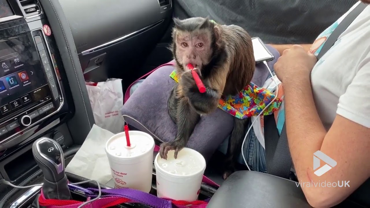 Monkey knows how to use a straw || Viral Video UK - YouTube