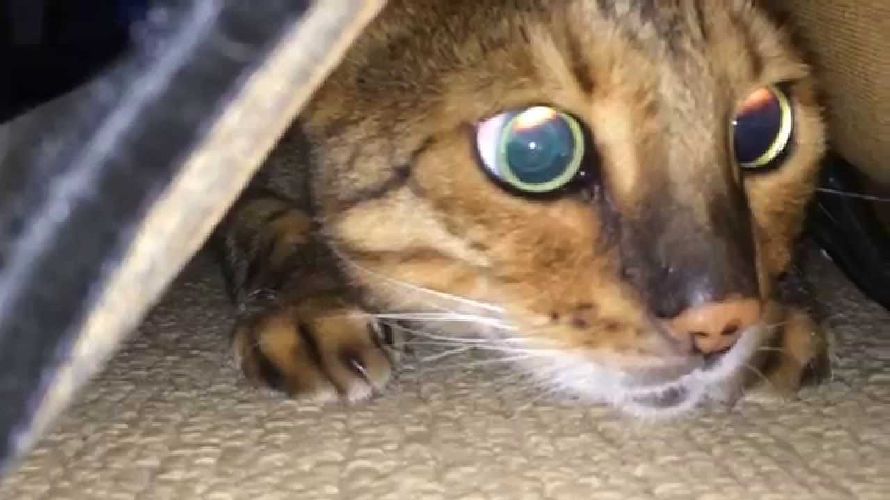 Midnight Sniper Kitty - YouTube