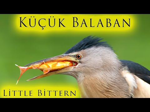 Küçük Balaban | Little Bittern | Ixobrychus minutus | Trabzon | Nikon D500