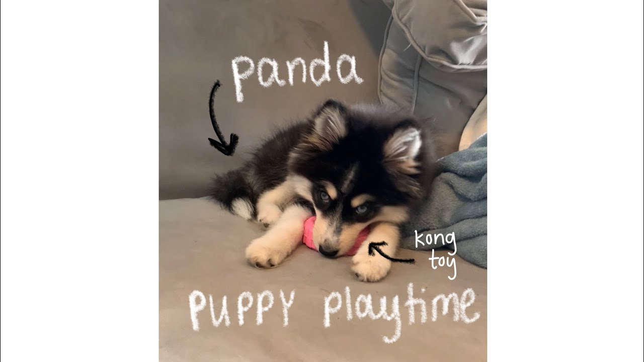 Panda the Pomsky plays with toys- puppy compilations PART 1 - YouTube