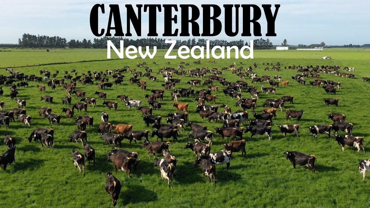 Tour Of Kerry's 540 Cow Canterbury Dairy Farm - YouTube