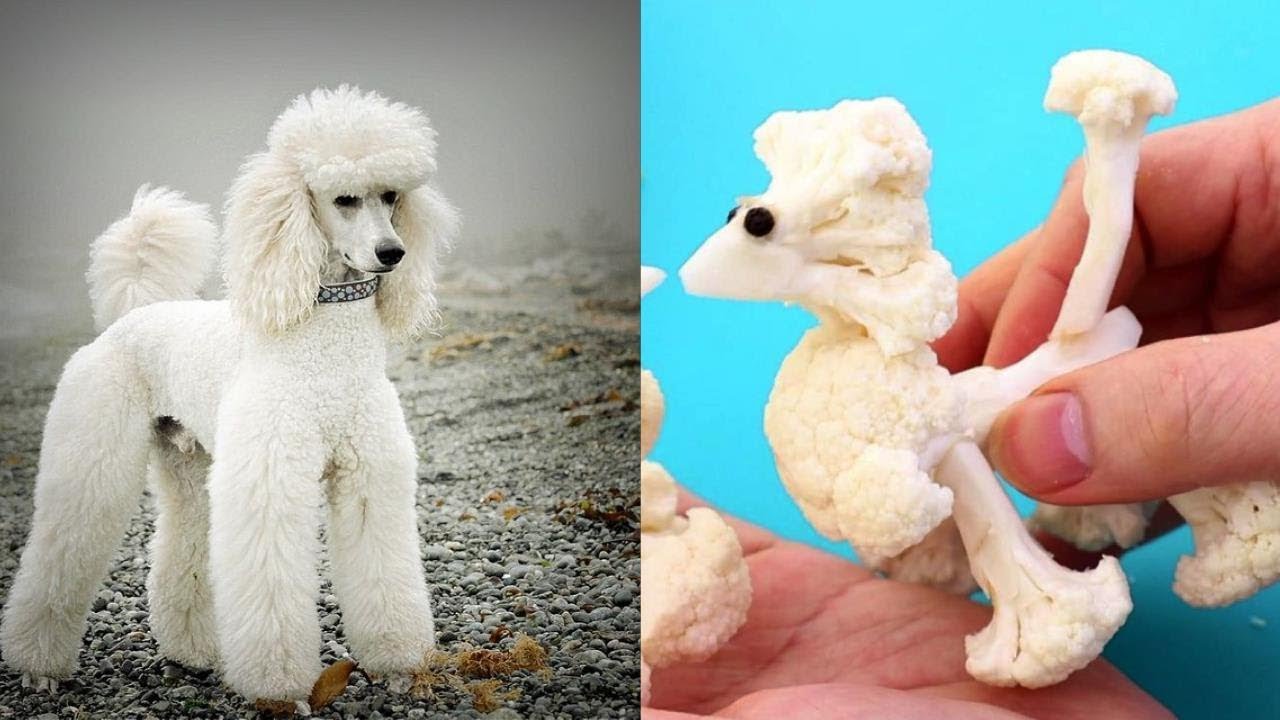 ♥Cutest Puppies Doing Funny Things 2020♥ | Cute Animals - YouTube