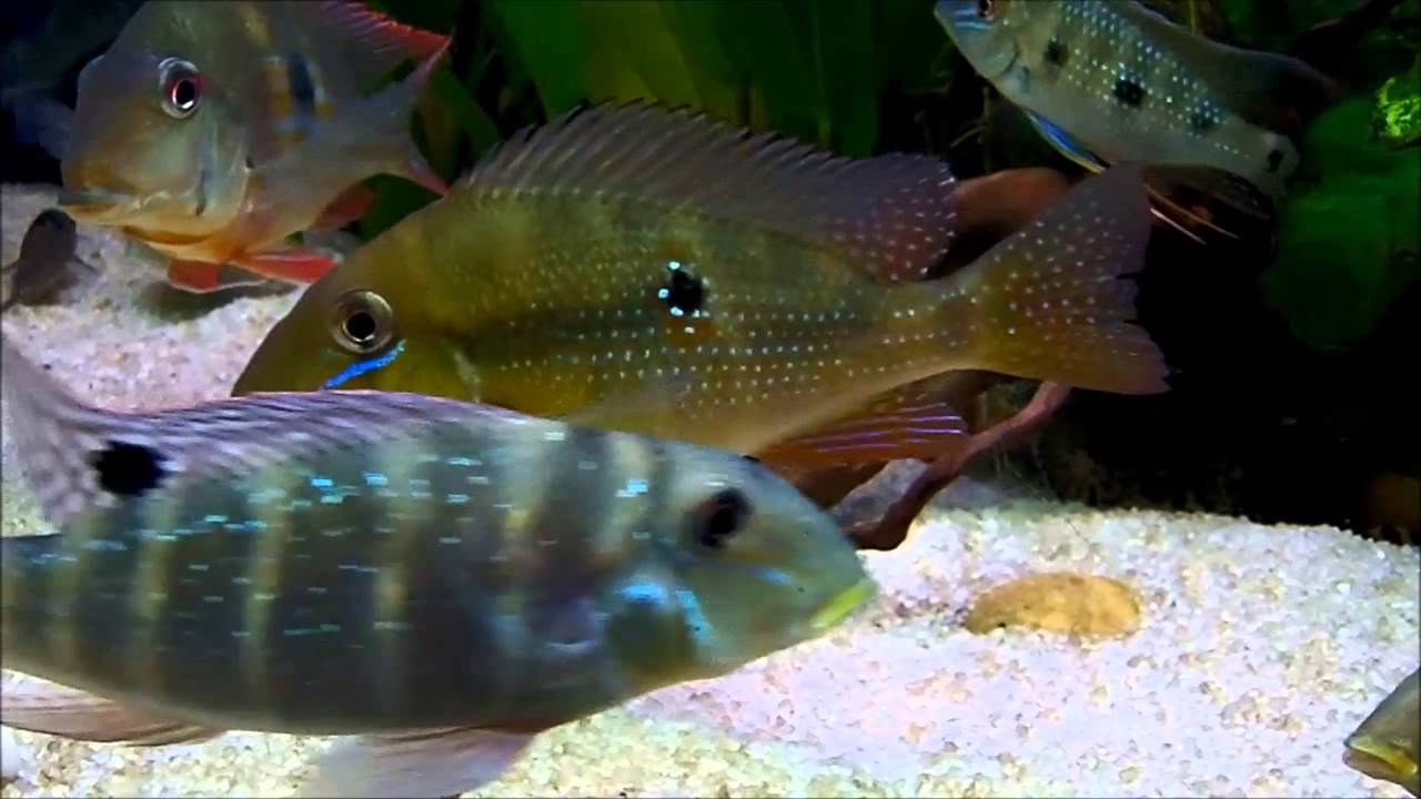 Geophagus Argyrostictus - YouTube