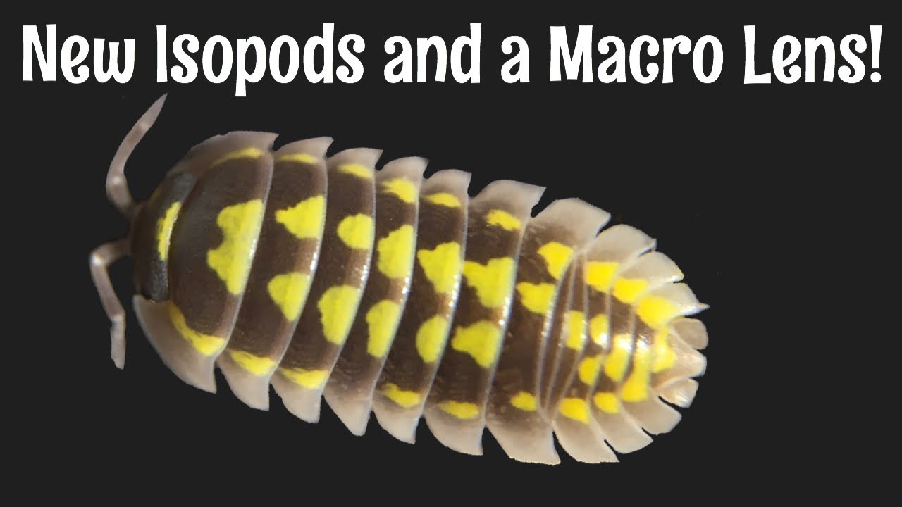 Armadillidium gestroi and A. vulgare ‘High Yellow’ Isopods - YouTube