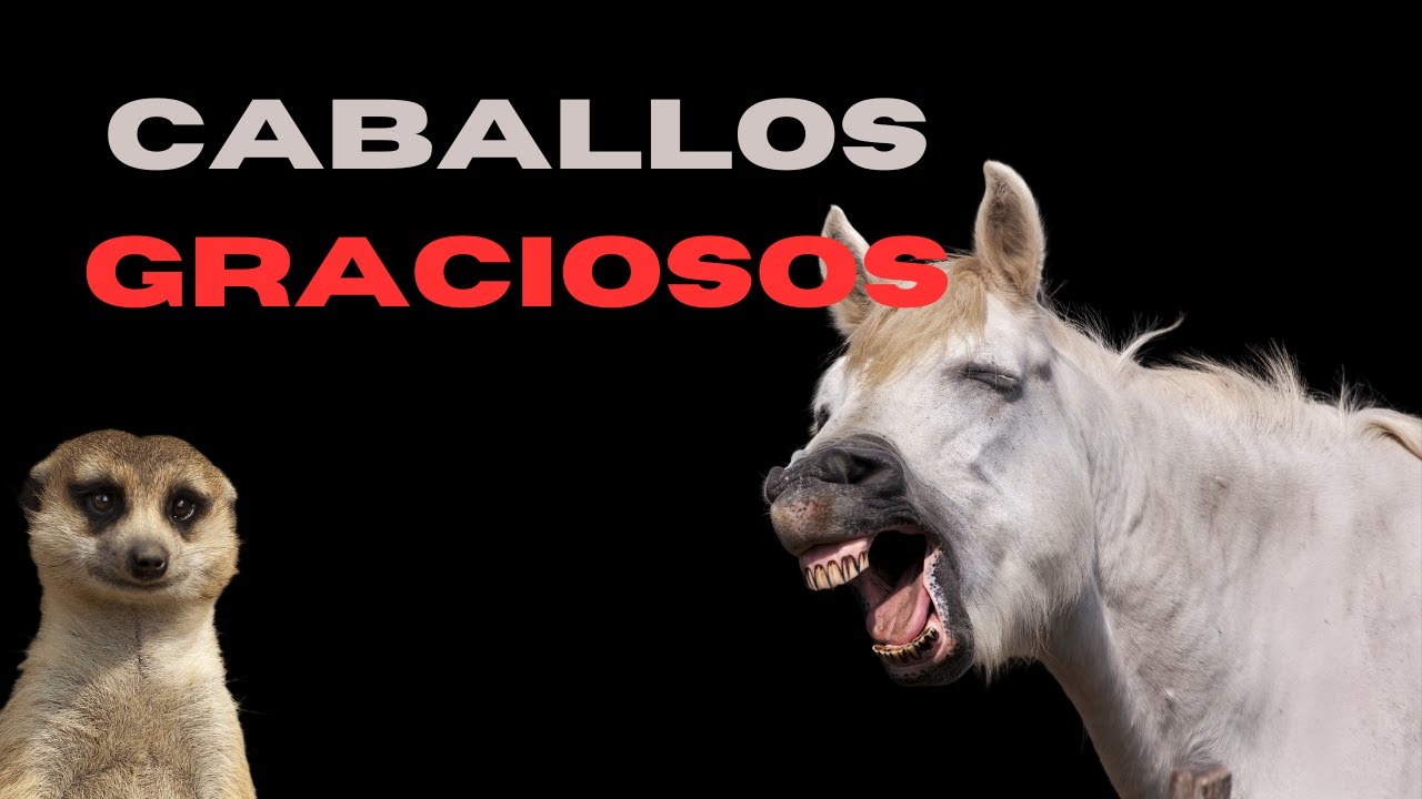 ¡Caballos graciosos que debes ver! 🐴🫶 - YouTube