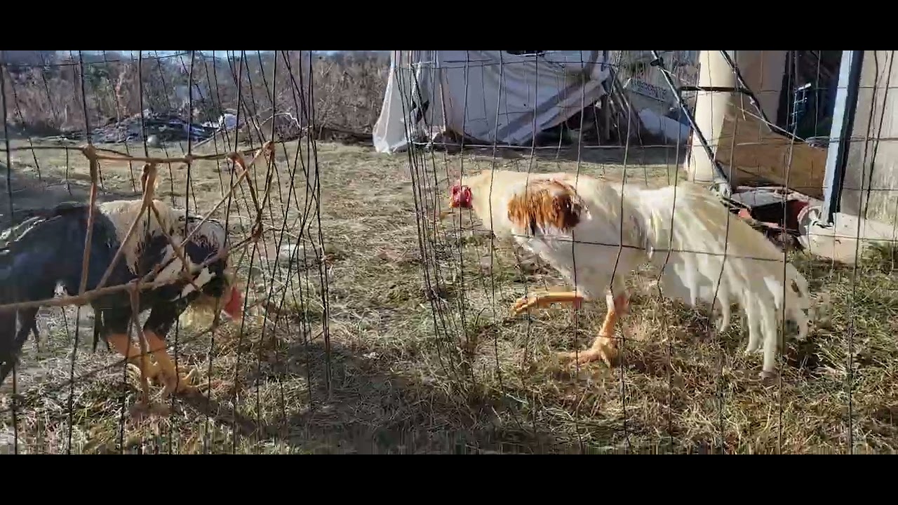 Qaib Thaib Plaub Ob. Beautiful 2-Year Old Roosters. - YouTube