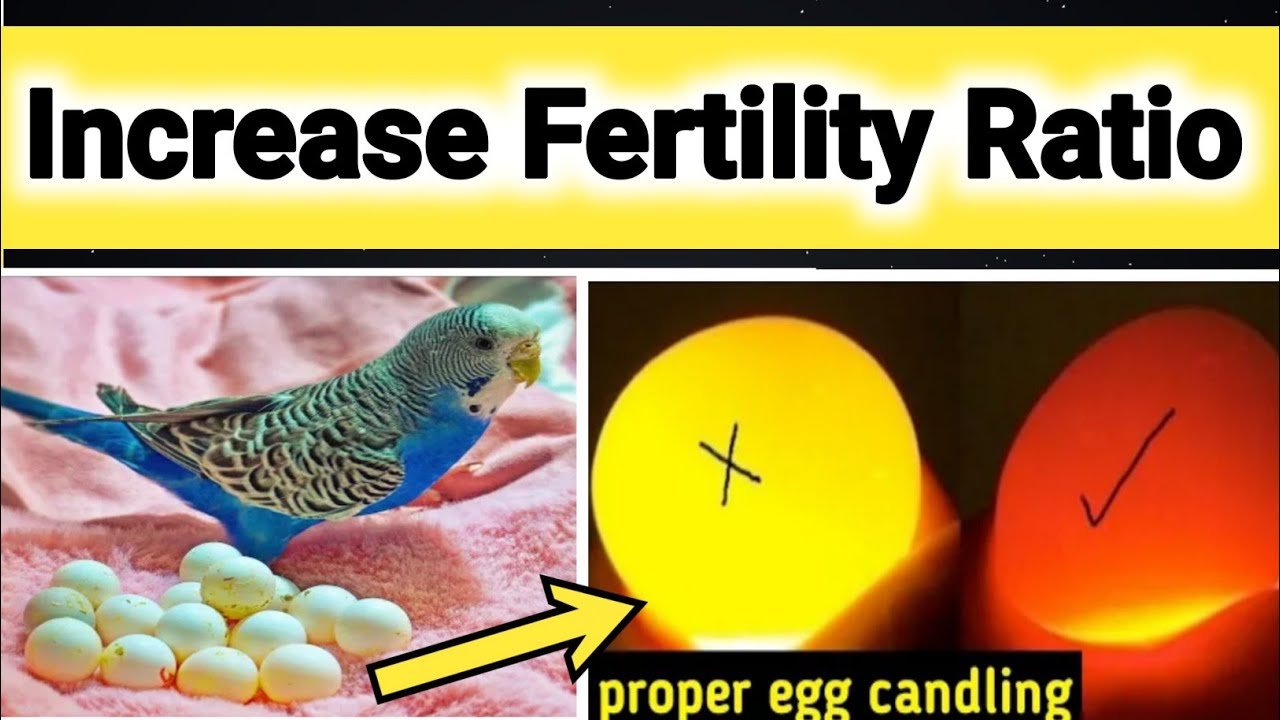 Parrots Egg Fertility Problem solved || Fertile Eggs - YouTube