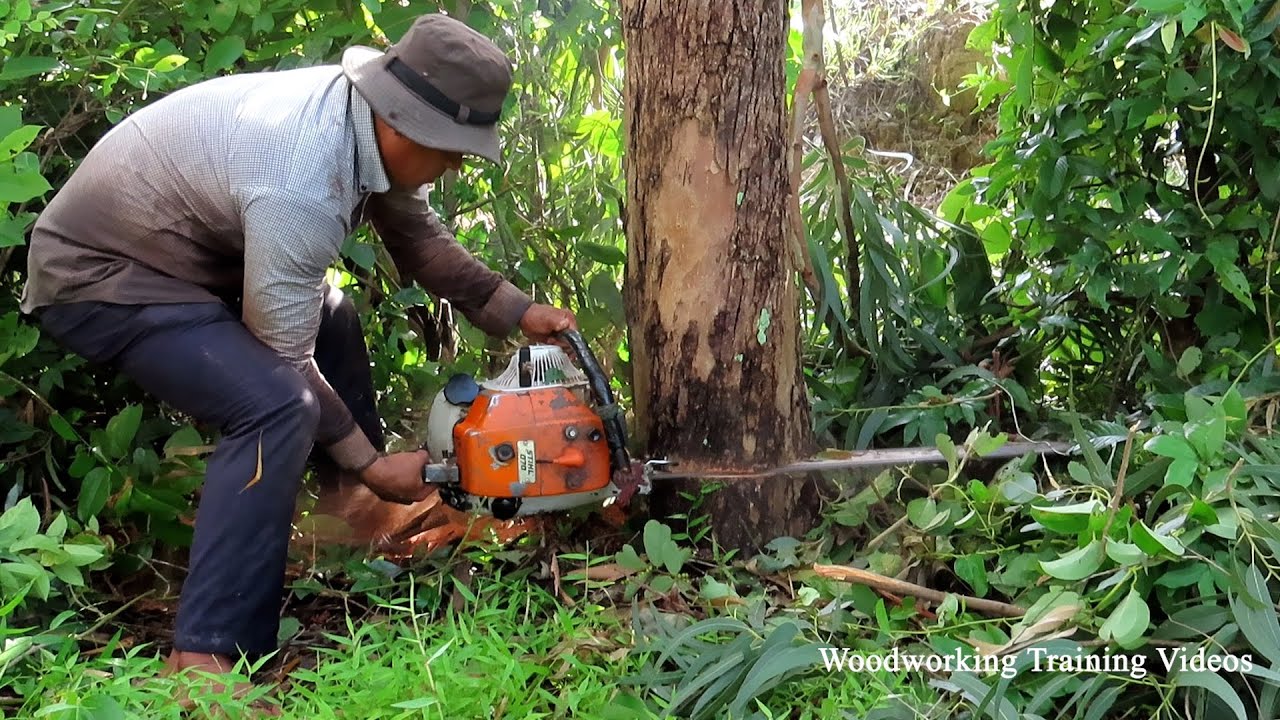 Incredible World Powerful Chainsaw Cut Down Big Trees! STIHL Chainsaw ...